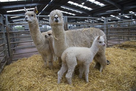 75 Lama alpaca Stock Pictures, Editorial Images and Stock Photos ...
