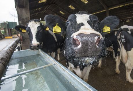 250 Water troughs Stock Pictures, Editorial Images and Stock Photos ...