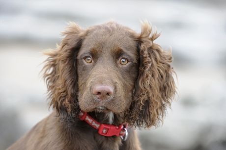 Domestic Dog English Cocker Spaniel Working Editorial Stock Photo ...