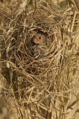 Harvest Mouse Micromys Minutus Adult Female Editorial Stock Photo ...