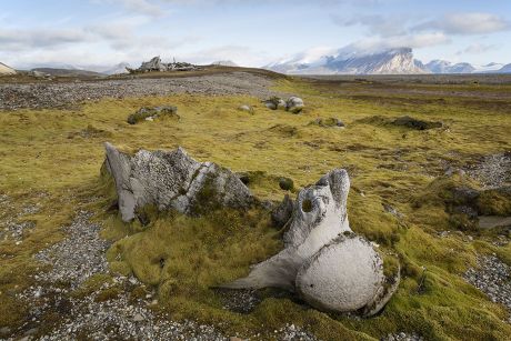 Bowhead Whale Balaena Mysticetus Bones Near Editorial Stock Photo ...