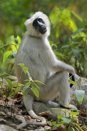 Tarai Grey Langur Semnopithecus Hector Adult Editorial Stock Photo ...