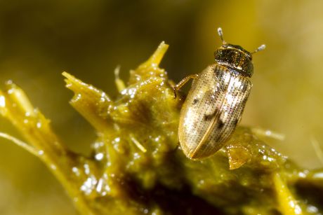 1 Helophoridae Stock Pictures, Editorial Images and Stock Photos ...