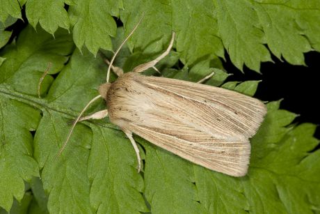 250 Noctuid Stock Pictures, Editorial Images and Stock Photos ...