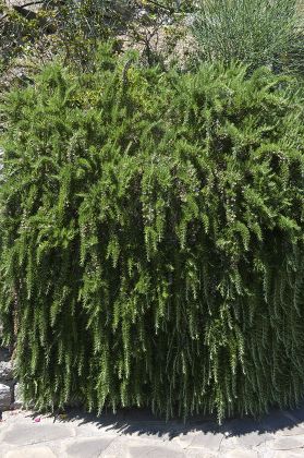 Trailing Rosemary Rosmarinus Officinalis Prostratus Flowering Editorial ...
