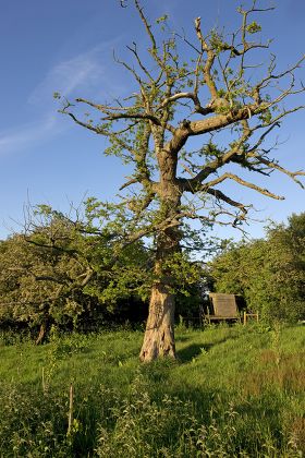 Common Oak Quercus Robur Habit Weak Editorial Stock Photo - Stock Image ...