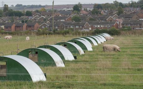Pig Farming Arcs On Outdoor Pig Editorial Stock Photo - Stock Image ...