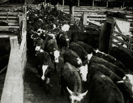 Cattle Stockyards Chicago Illinois Usa 1944 Editorial Stock Photo ...