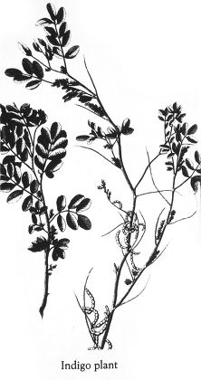 Indigo Plant Editorial Stock Photo - Stock Image | Shutterstock