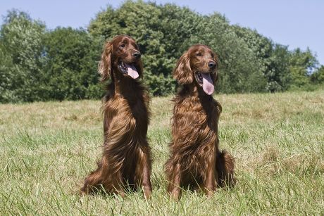 2 Irish Setters Male Sitting On Editorial Stock Photo - Stock Image ...