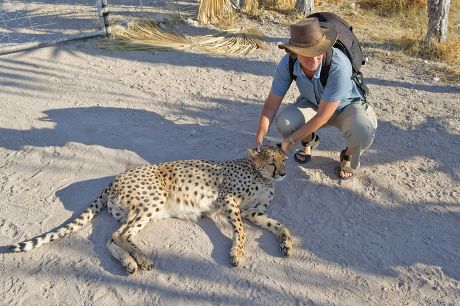 37 Cheetah farm Stock Pictures, Editorial Images and Stock Photos ...