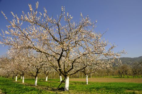 Apricot Trees Prunus Armeniaca Bloom Wachau Editorial Stock Photo ...