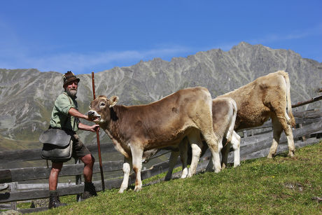 Alp Shepherd On Gleirsch Alm Mountain Editorial Stock Photo - Stock ...