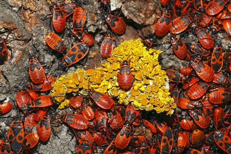 39 Fire bug Stock Pictures, Editorial Images and Stock Photos ...