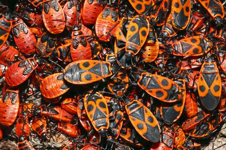 39 Fire bug Stock Pictures, Editorial Images and Stock Photos ...