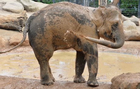 Elephant herd enjoy their new mud wallowing pool at Melbourne Zoo ...
