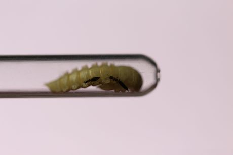 Wasp Larvae Put Into Tube Eat Editorial Stock Photo - Stock Image ...