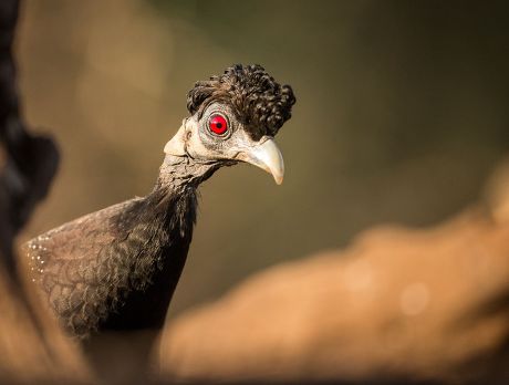 Crested Guinea Fowl Editorial Stock Photo - Stock Image | Shutterstock