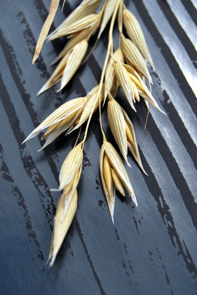 Oats Avena Sative Single Stem Editorial Stock Photo - Stock Image ...