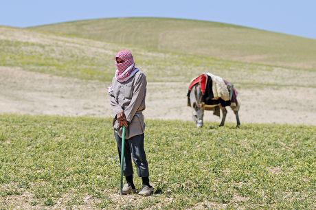 Shepherd Mule On Mountain Jebel Arruda Editorial Stock Photo - Stock ...