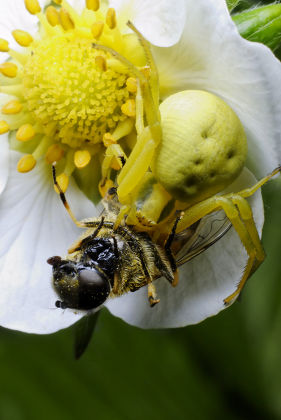 35 Blood feeding insects Stock Pictures, Editorial Images and Stock ...