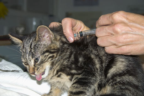 18 Animal inoculation Stock Pictures, Editorial Images and Stock Photos ...
