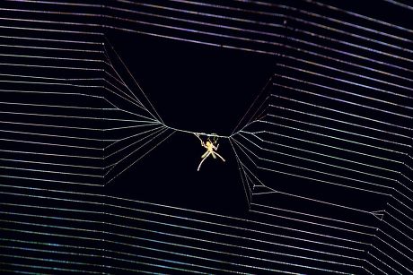 Spider Making Cobweb Editorial Stock Photo - Stock Image | Shutterstock