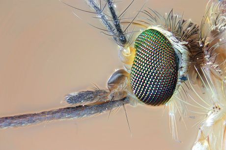 Head Culex Under Microscope Editorial Stock Photo - Stock Image ...