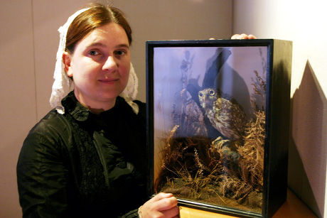 Pet Owl Named Athena Owned By Editorial Stock Photo - Stock Image ...