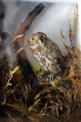 Pet Owl Named Athena Owned By Editorial Stock Photo - Stock Image ...