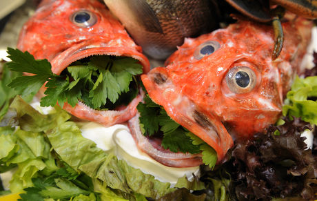 Anglerfish Editorial Stock Photo - Stock Image | Shutterstock