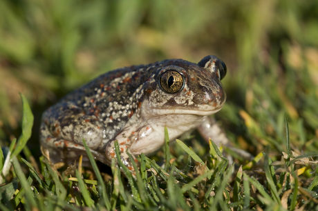 Common Spadefoot Pelobates Fuscus Editorial Stock Photo - Stock Image ...
