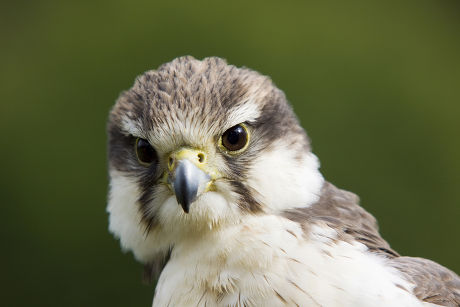 Laggar Falcon Falco Jugger Portrait Wildlife Editorial Stock Photo ...