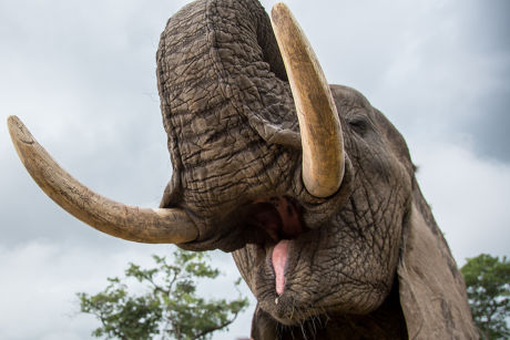 64 Elephant teeth Stock Pictures, Editorial Images and Stock Photos ...