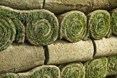 Lawn Turf Rolls Landesgartenschau Brandenburg Horticultural Editorial ...