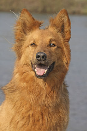 Harzer Fuchs Portrait Editorial Stock Photo - Stock Image | Shutterstock