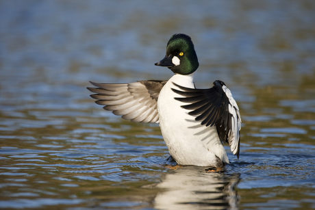 Common Goldeneye Bucephala Clangula Drake Flapping Editorial Stock ...