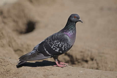 Typical Pigeon Domestic Pigeon Columba Sp Editorial Stock Photo - Stock ...