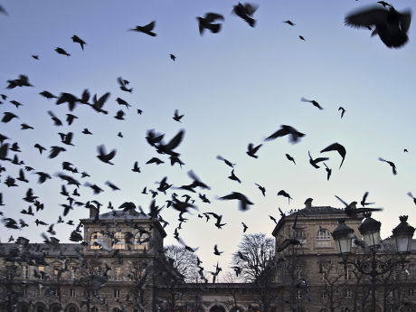 3 Pigeons fluttering Stock Pictures, Editorial Images and Stock Photos ...