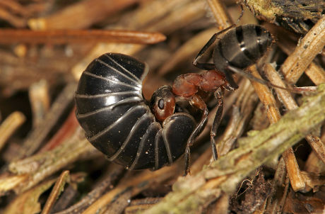 Red Wood Ant Formica Polyctena Captured Editorial Stock Photo - Stock ...