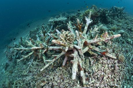 Coral Reef Conservation Program New Coral Editorial Stock Photo - Stock ...