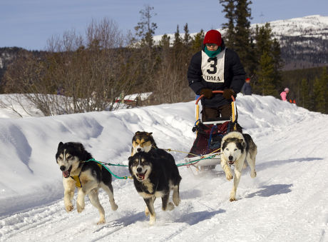 86 Dogs pull sleds Stock Pictures, Editorial Images and Stock Photos ...