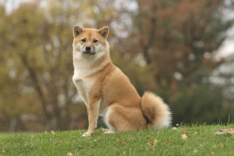 5 Shibas Stock Pictures, Editorial Images and Stock Photos | Shutterstock