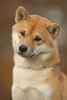 5 Shibas Stock Pictures, Editorial Images and Stock Photos | Shutterstock