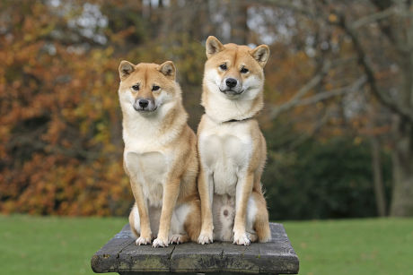 5 Shibas Stock Pictures, Editorial Images and Stock Photos | Shutterstock