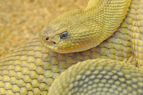 25 Mexican green rattler Stock Pictures, Editorial Images and Stock ...