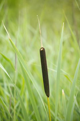Bullrush Editorial Stock Photo - Stock Image | Shutterstock