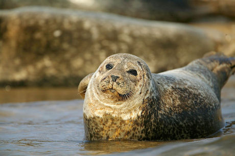 Common Seal Editorial Stock Photo - Stock Image | Shutterstock