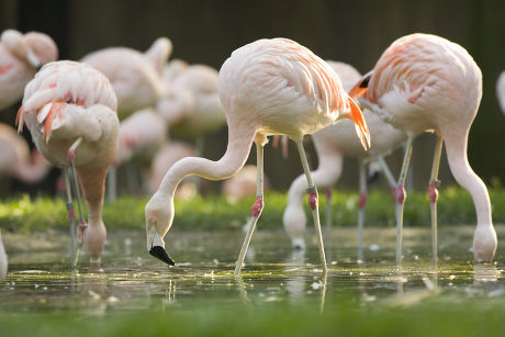 Chilean Flamingo Phoenicopterus Chilensis Foraging Food Editorial Stock ...