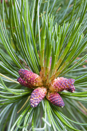 Swiss Pine Pinus Cembra Shoot Jerzens Editorial Stock Photo - Stock ...